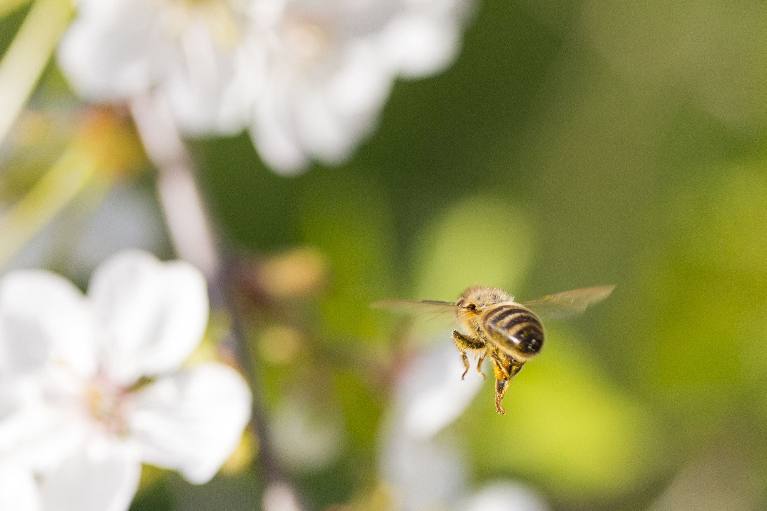 How to Stay Safe with a Bee Allergy This Summer